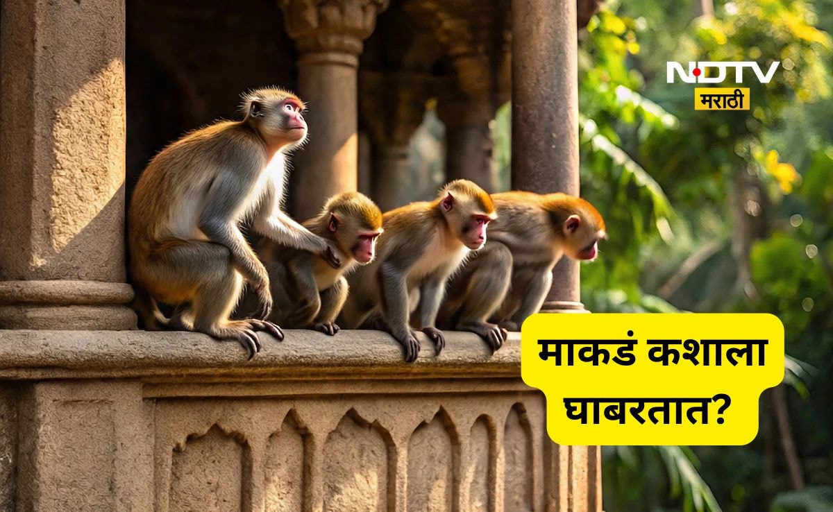 atural Ways to Keep Monkeys Away Understanding Their Fears and Odor ...