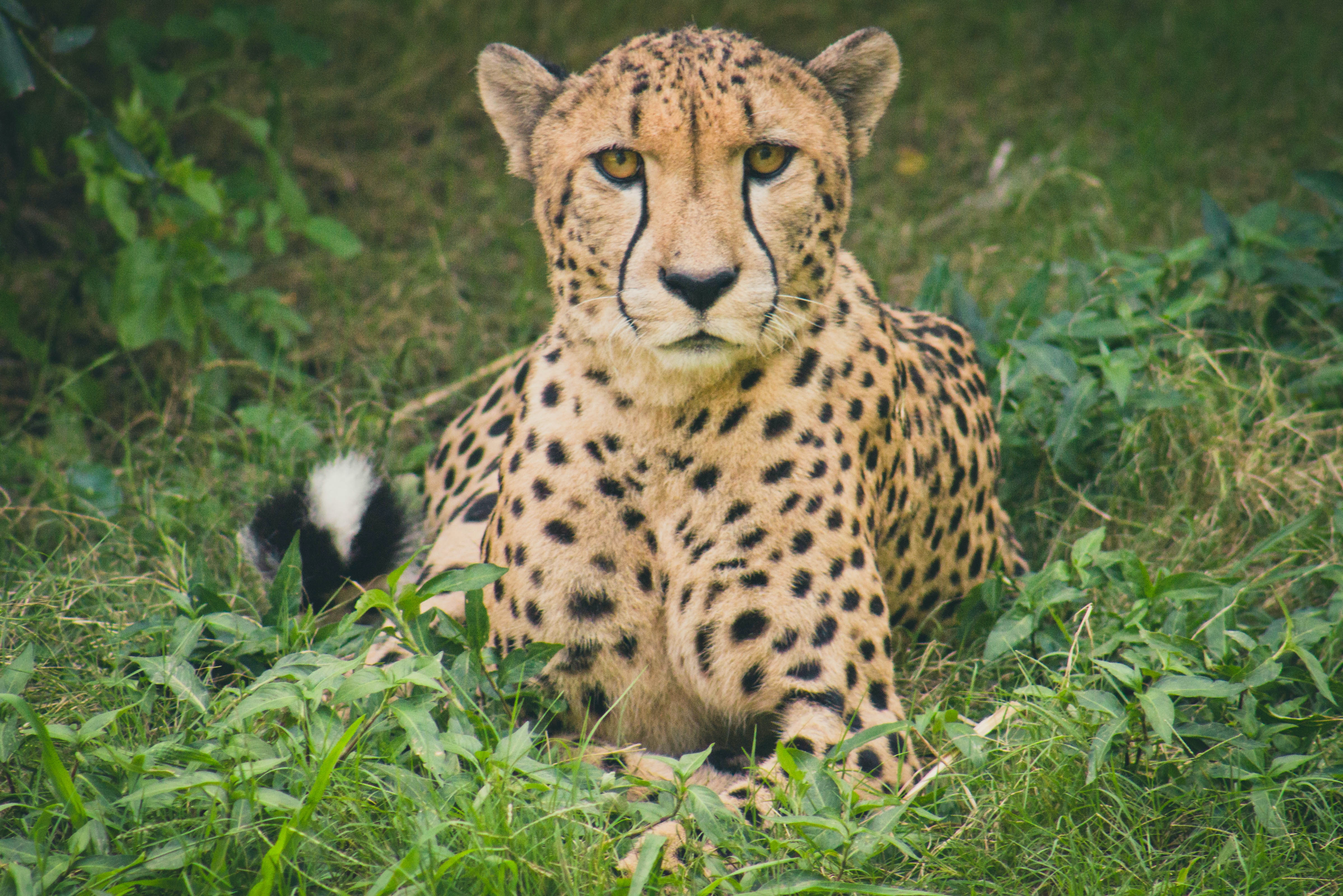 One More Cheetah Dies At Kuno National Park In Madhya Pradesh