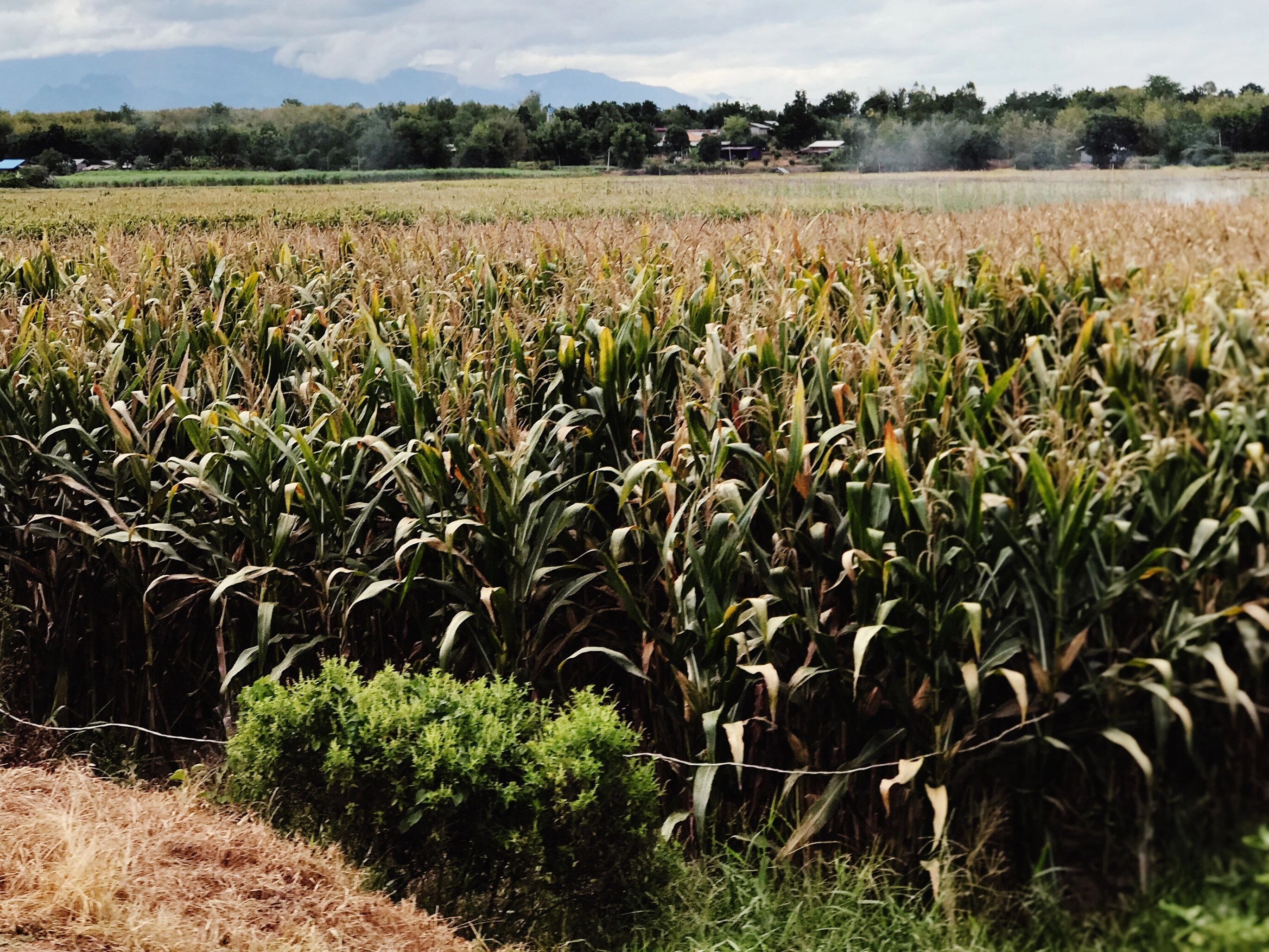Sugarcane Crushing In Full Swing Across Country, Says Sugar Trade Body ...