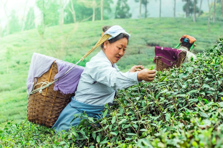Read The Tea Leaves: Climate Change Taking Toll On Darjeeling Tea ...