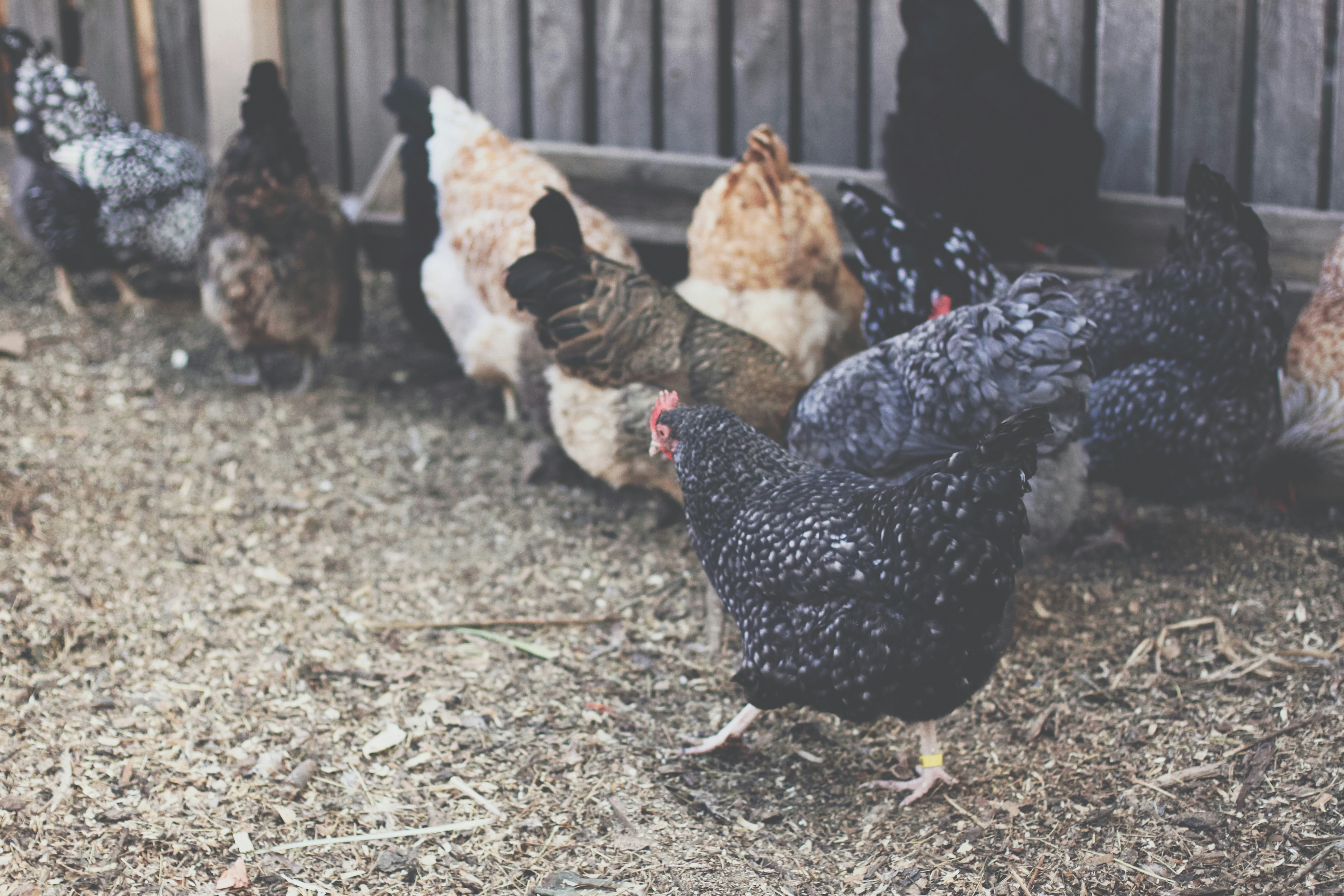 Indian Poultry Industry Poised for Recovery; Margins To Expand By 180 ...