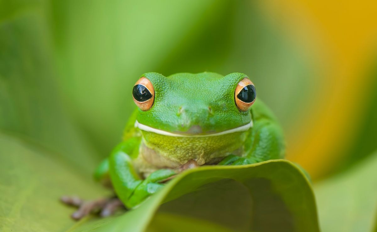 Revolutionary Cancer Research: Japani Tree Frog's Bacteria Offers Hope ...
