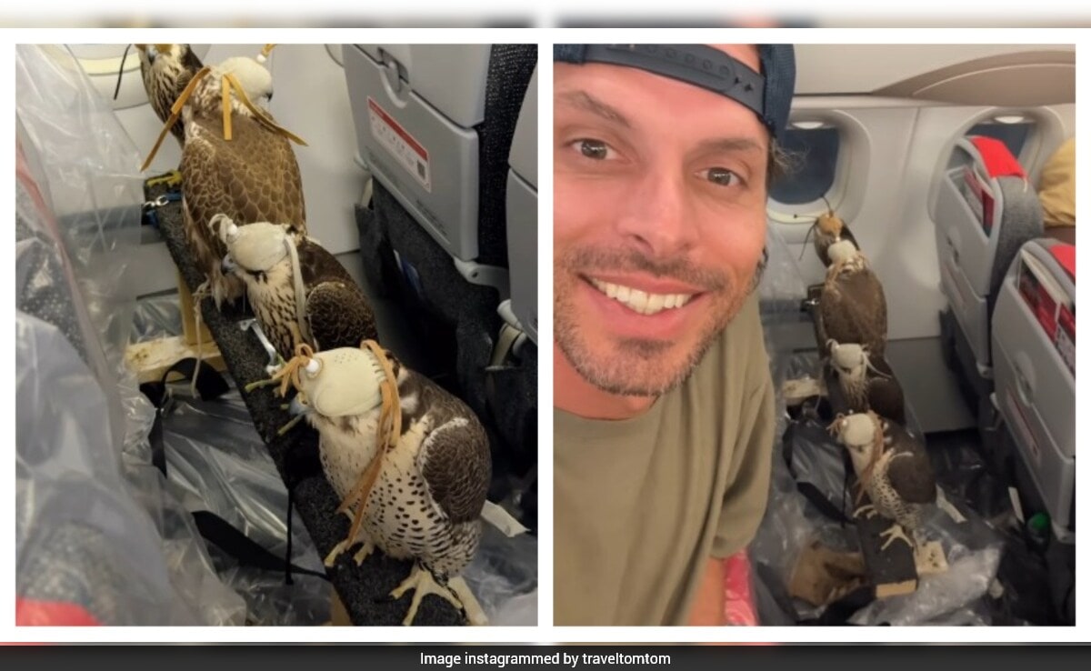Viral Video: Dutch Man Stunned To See Falcons Seated On Commercial ...