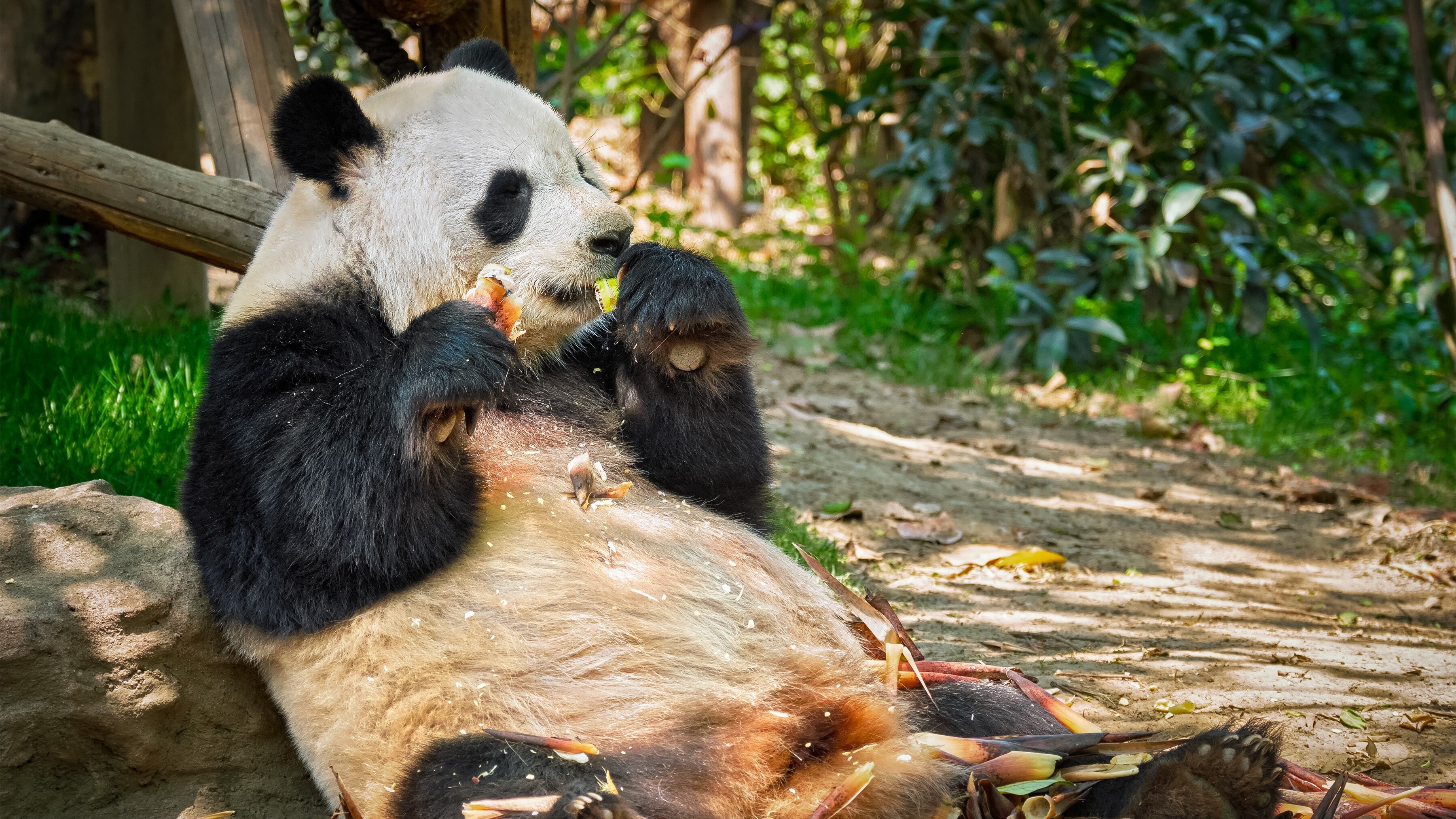 Panda Bear Population Increases To 1,900 Due To Improved Survival Rate