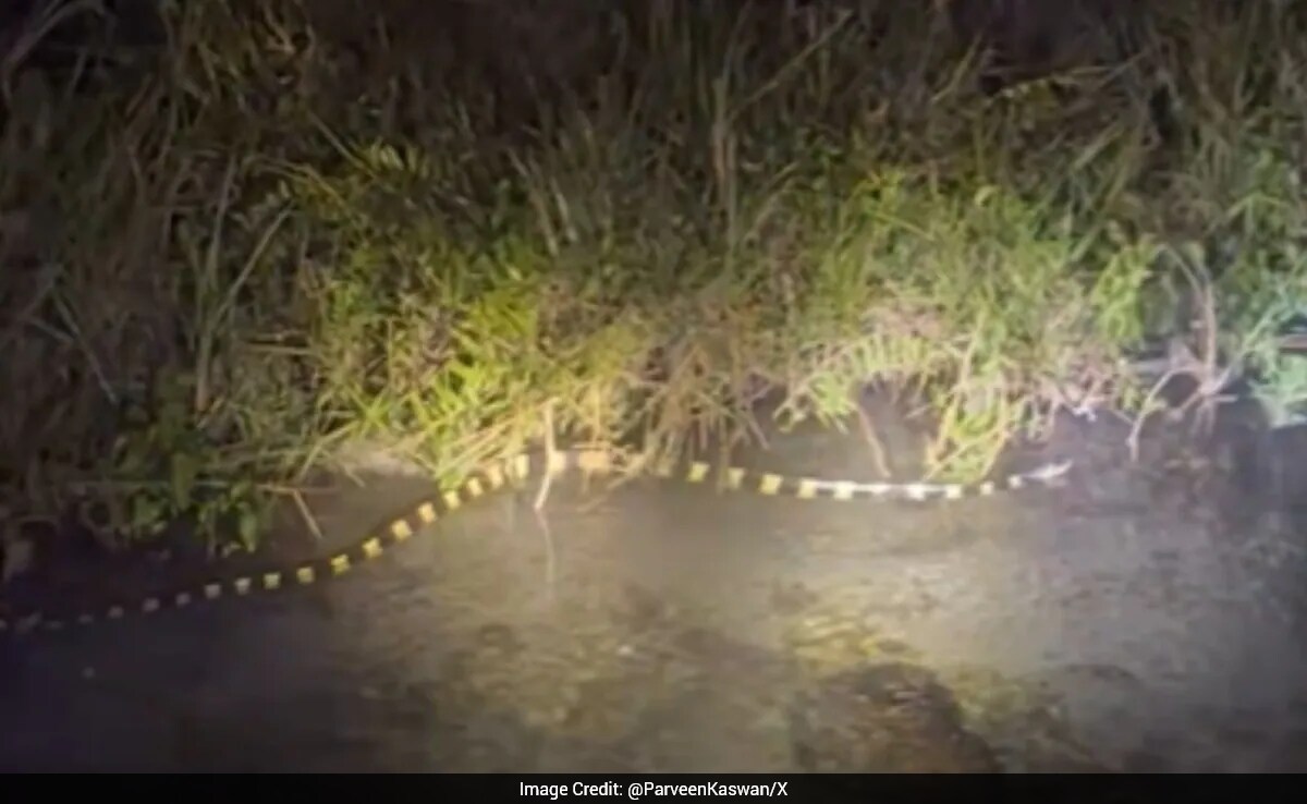 "Found This Randomly": Forest Officer Shares Video Of Venomous Snake ...