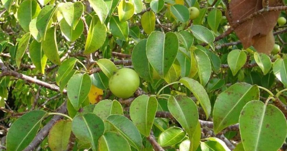 What's The World's Most Poisonous Tree