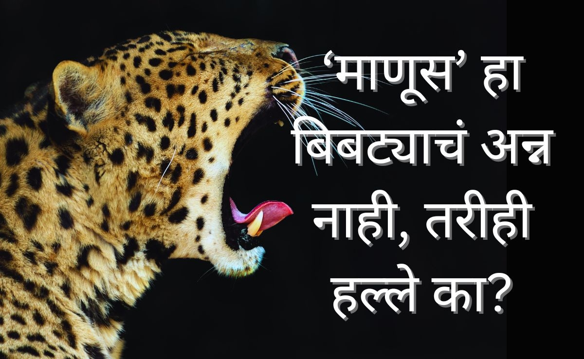 Maharashtra Leopard Attack cases Why do leopards attack on humans