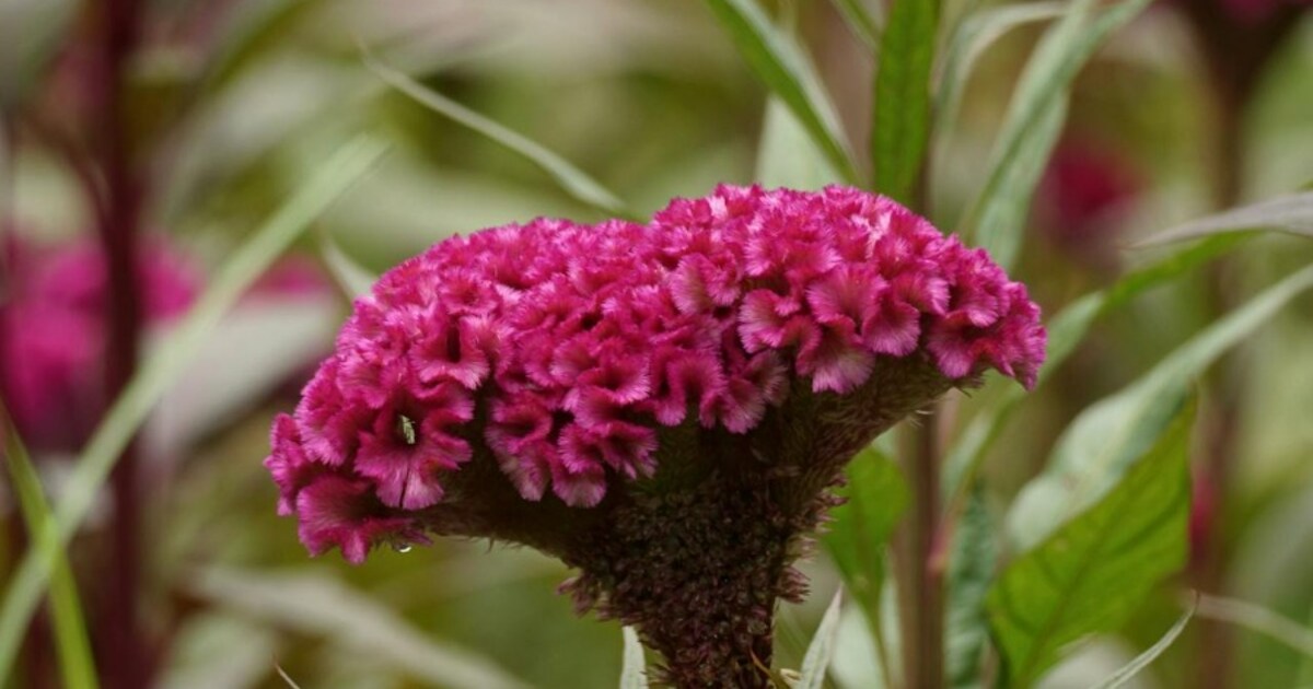 Health Benefits Of Cockscomb Flower (Mawal)