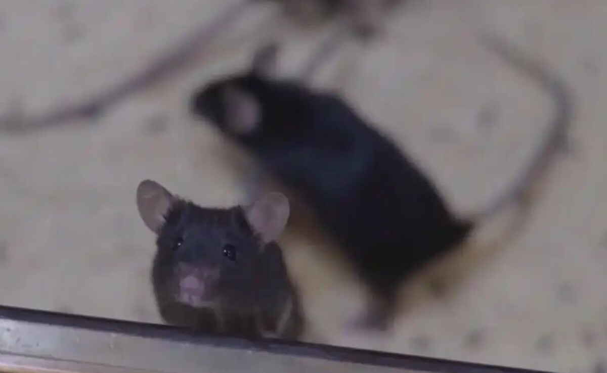 Mouse Births Pups After Return From Space Mission In China