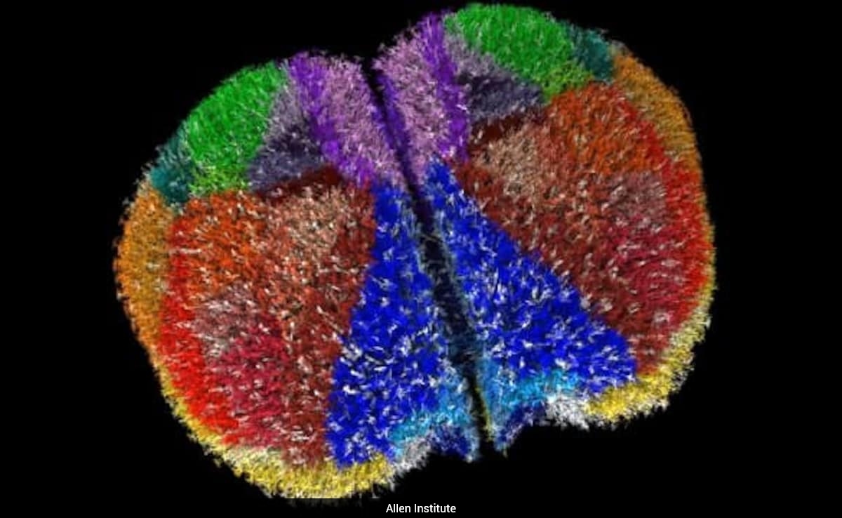 Supercomputer Builds One Of The Most Realistic Virtual Brains Ever Created