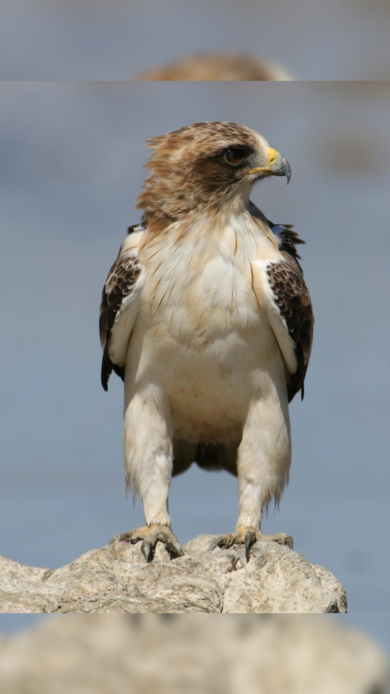 largest african eagle