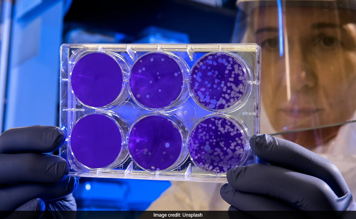 Rare Bacteria 'Play Dead' To Survive Some Of The Cleanest Environments ...