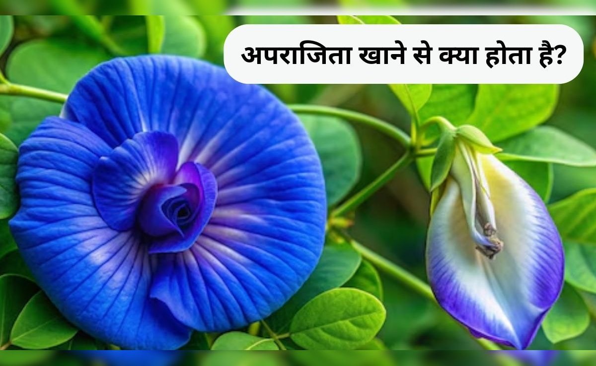 अपराजिता के फूल खाने से क्या फायदा होता है, बालों के लिए अपराजिता फूल ...