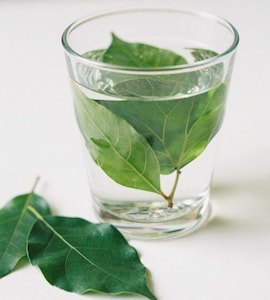 bay leaf water