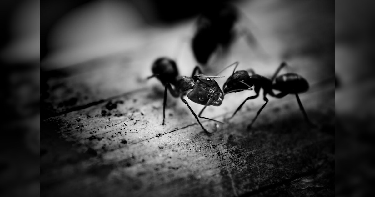 What Is Matricide Among Animals