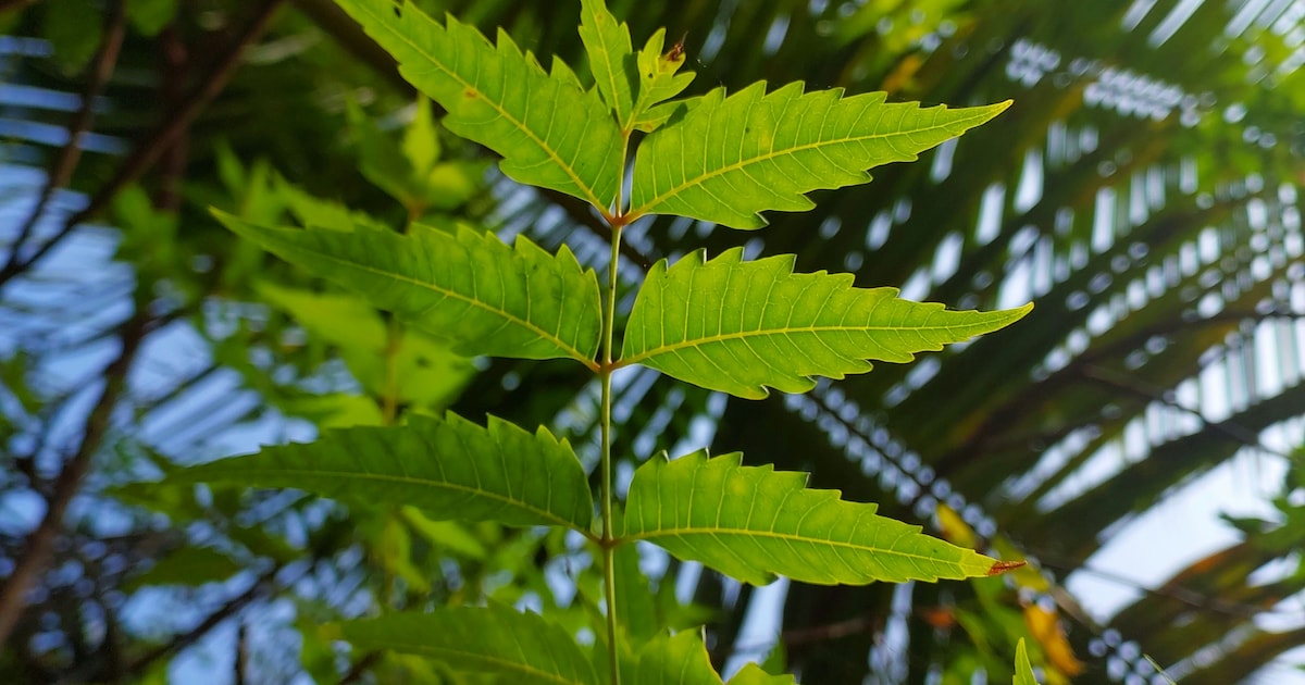 neem tree leaf uses