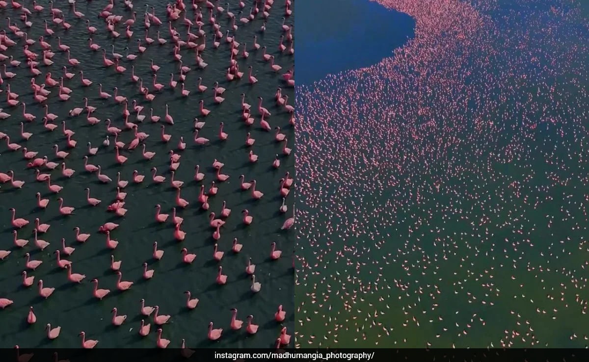 Watch: Flamingos Paint Rajasthan's Sambhar Salt Lake Pink