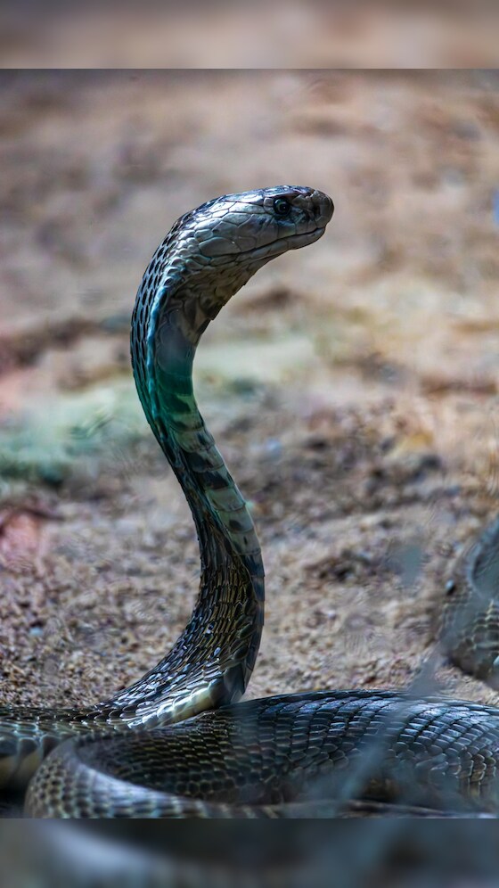 cobra maximum length