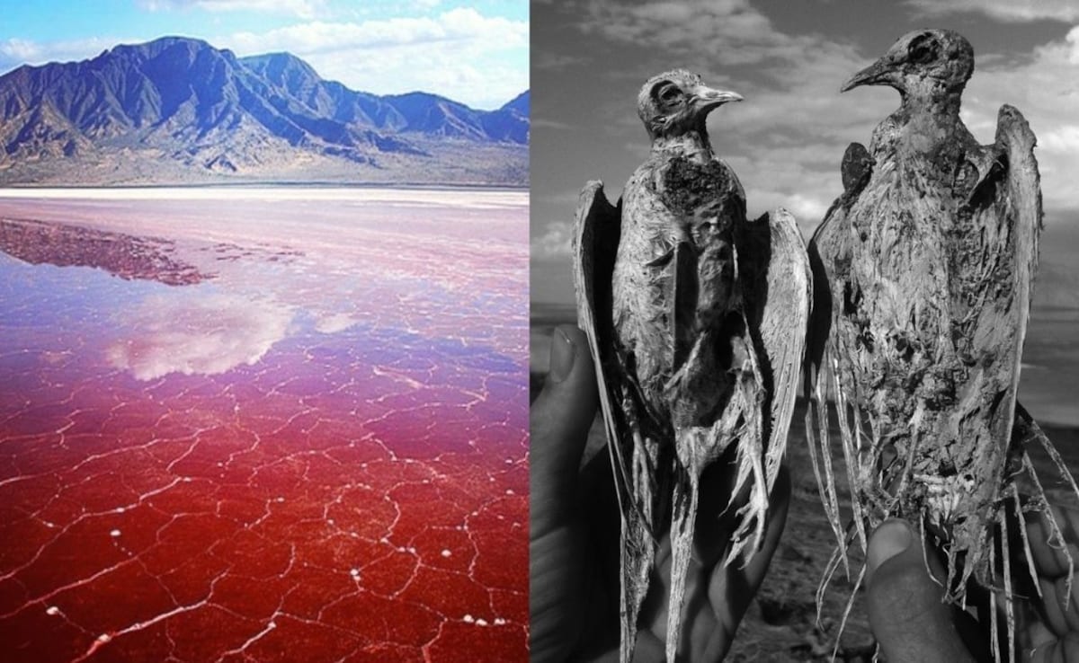 Lake Natron, The Red Lake In Tanzania That Turns Living Things Into Stone