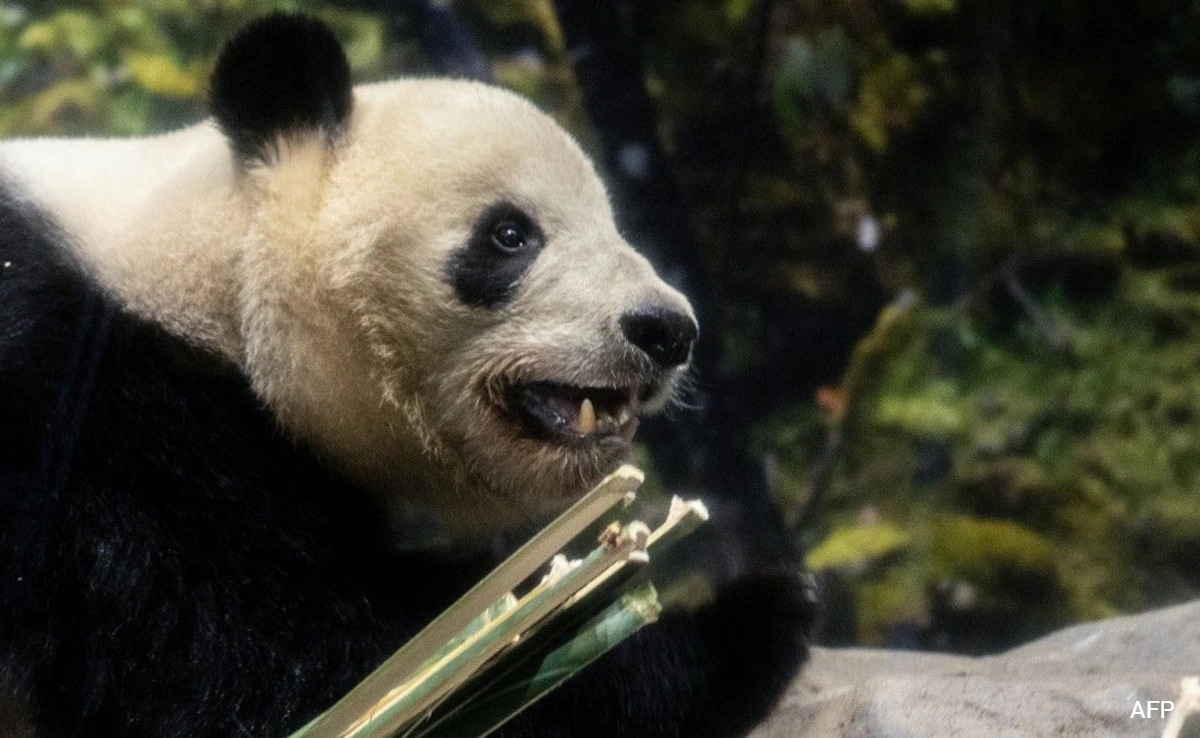 Japan-Born Pandas Xiao Xiao, Lei Lei Arrive Home In China's Sichuan