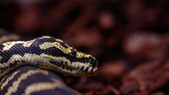 python eyes at night