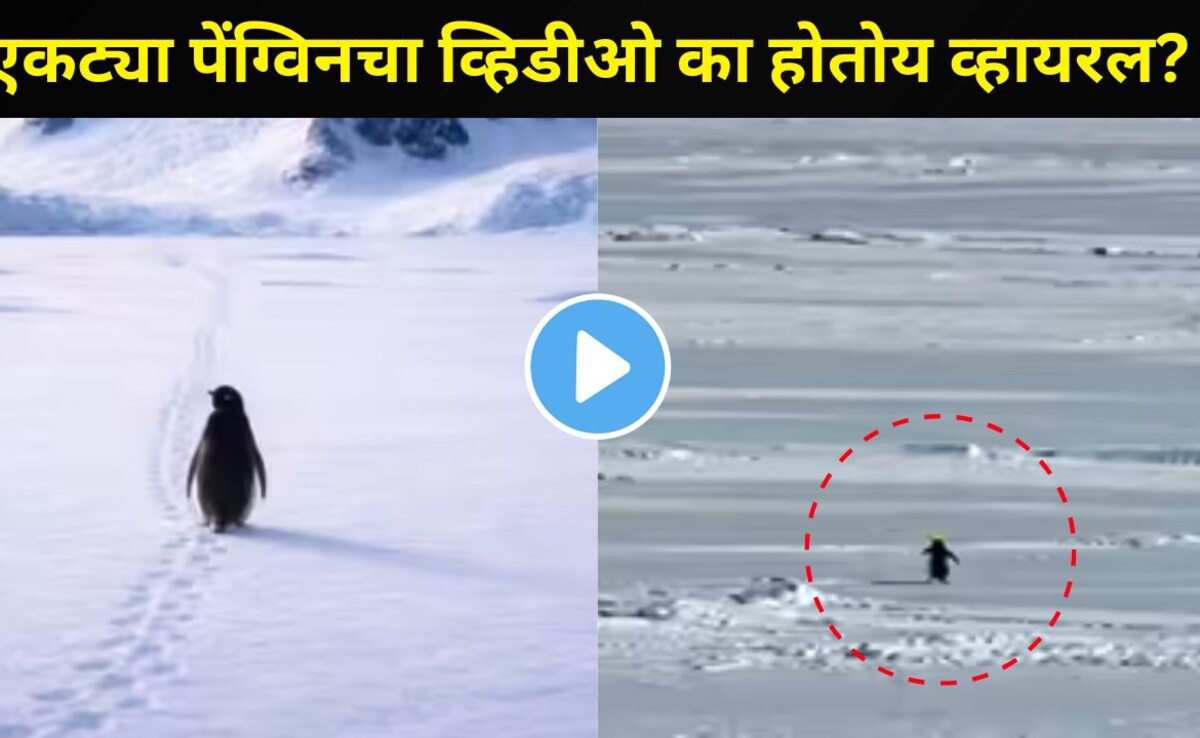 nihilist penguin video goes viral on internet it gives inspirational ...
