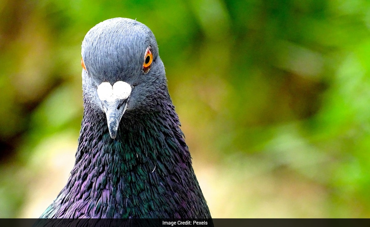 "They Are Sweethearts": Man Leaves Sweet Note About Rescued Pigeons For ...