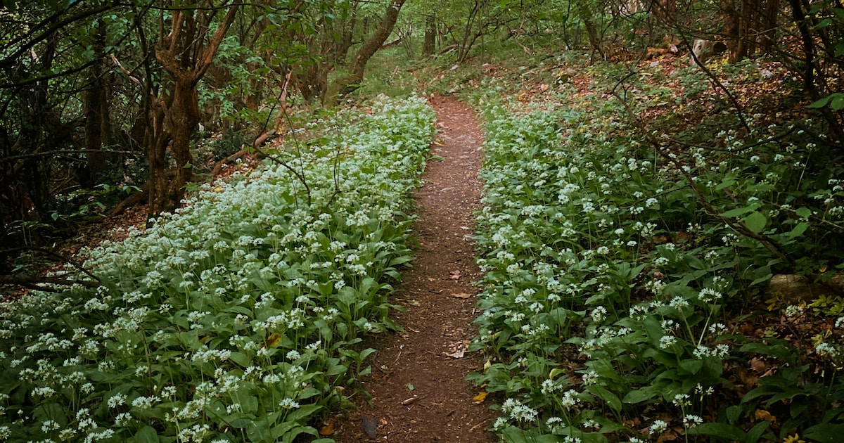 7 Ways Nature Walks Heal the Mind