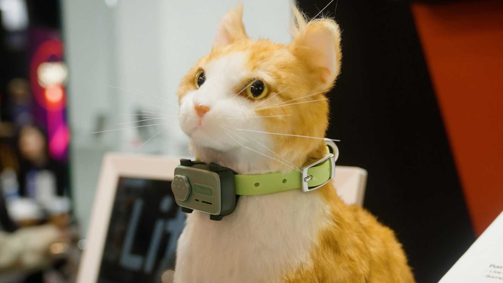 From Sydney Sweeney’s Dog To Taylor Swift’s Cats: Five Famous Celebrity ...