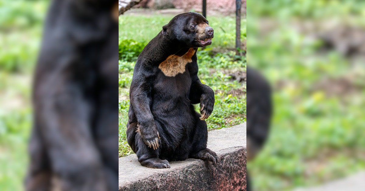 This Bear Mimics Facial Expressions Like Humans
