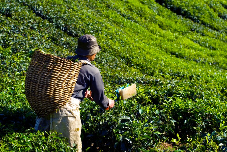 Indian Tea Industry Concerned Over Higher US Tariff, Exports Likely To Hit