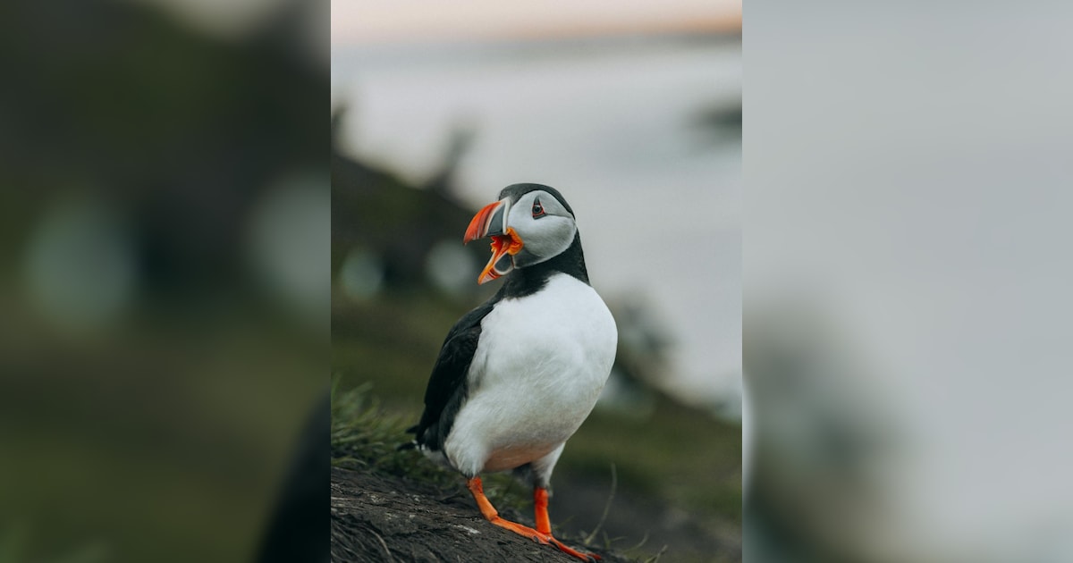 Puffin vs Penguin: What's The Difference
