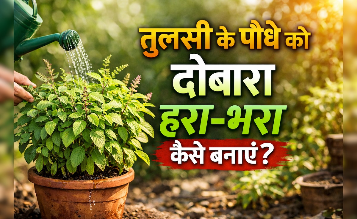 सूखे तुलसी के पौधे को दोबारा हरा-भरा करने के लिए अपनाएं ये आसान घरेलू ...