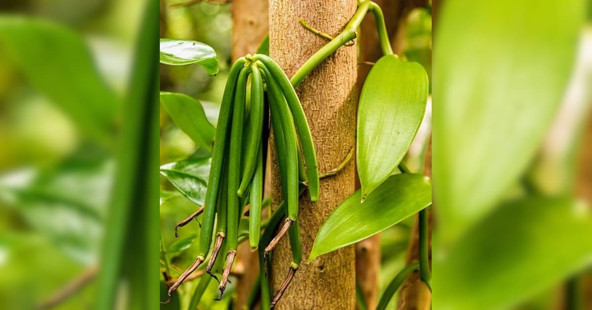 Surprising Health Benefits Of Vanilla