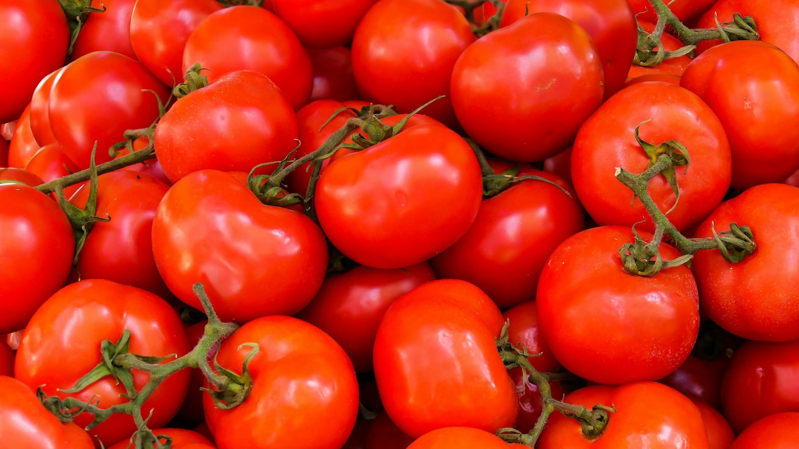 Tomatoes Become Latest Symbol Of America's Affordability Squeeze