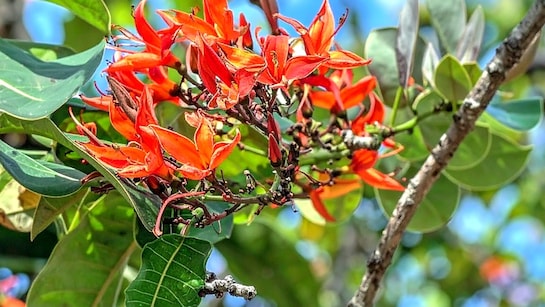 pathar phool in hindi