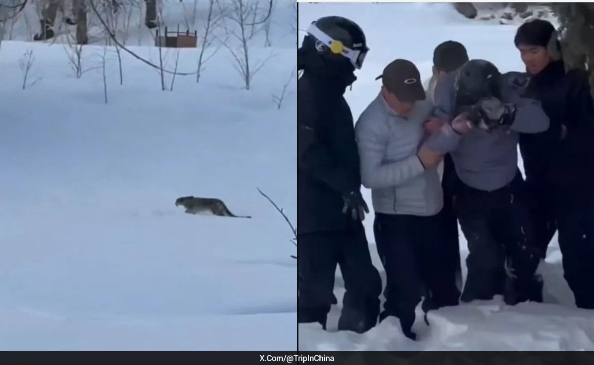 Watch: Snow Leopard Attacks Female Skier Who Got Too Close For A Picture
