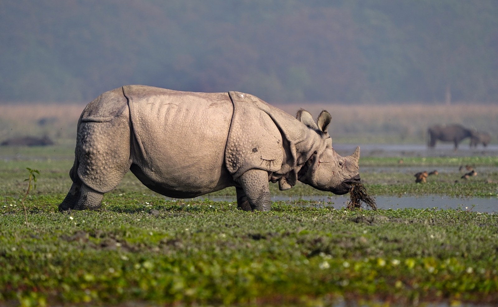 Assam Reports Zero Rhino Poaching Cases In 2025