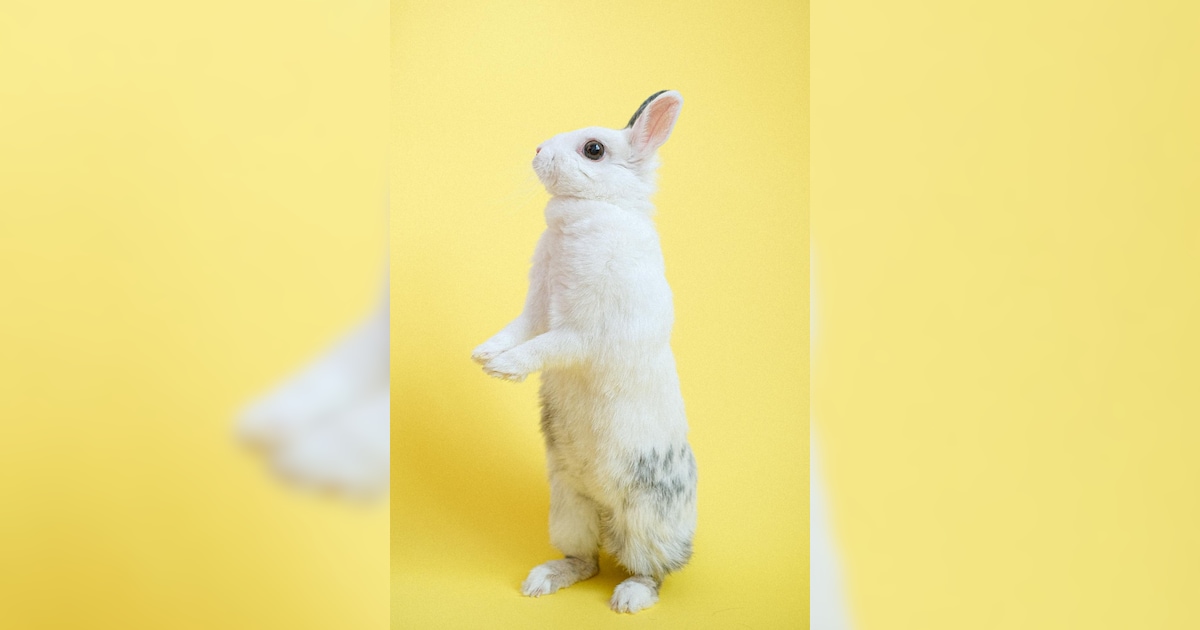 Rabbit vs Pika: What's The Difference