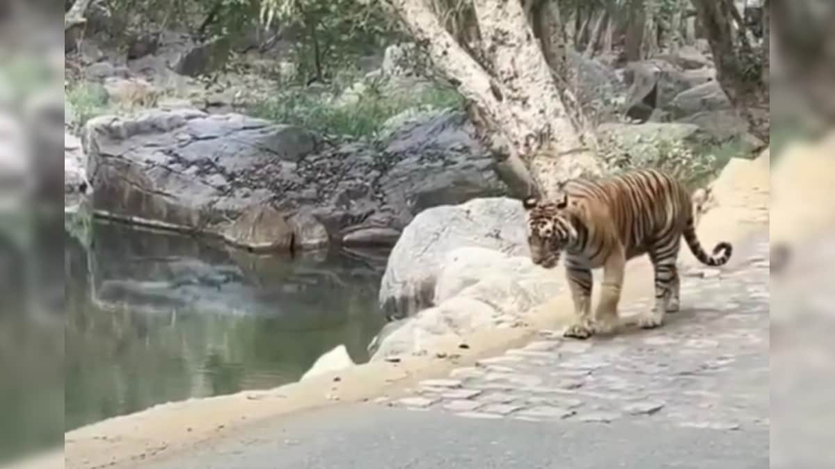 रणथंभौर में वन विभाग की चौकी के पास आ धमकी 'सुल्ताना', बाघिन के मूवमेंट ...