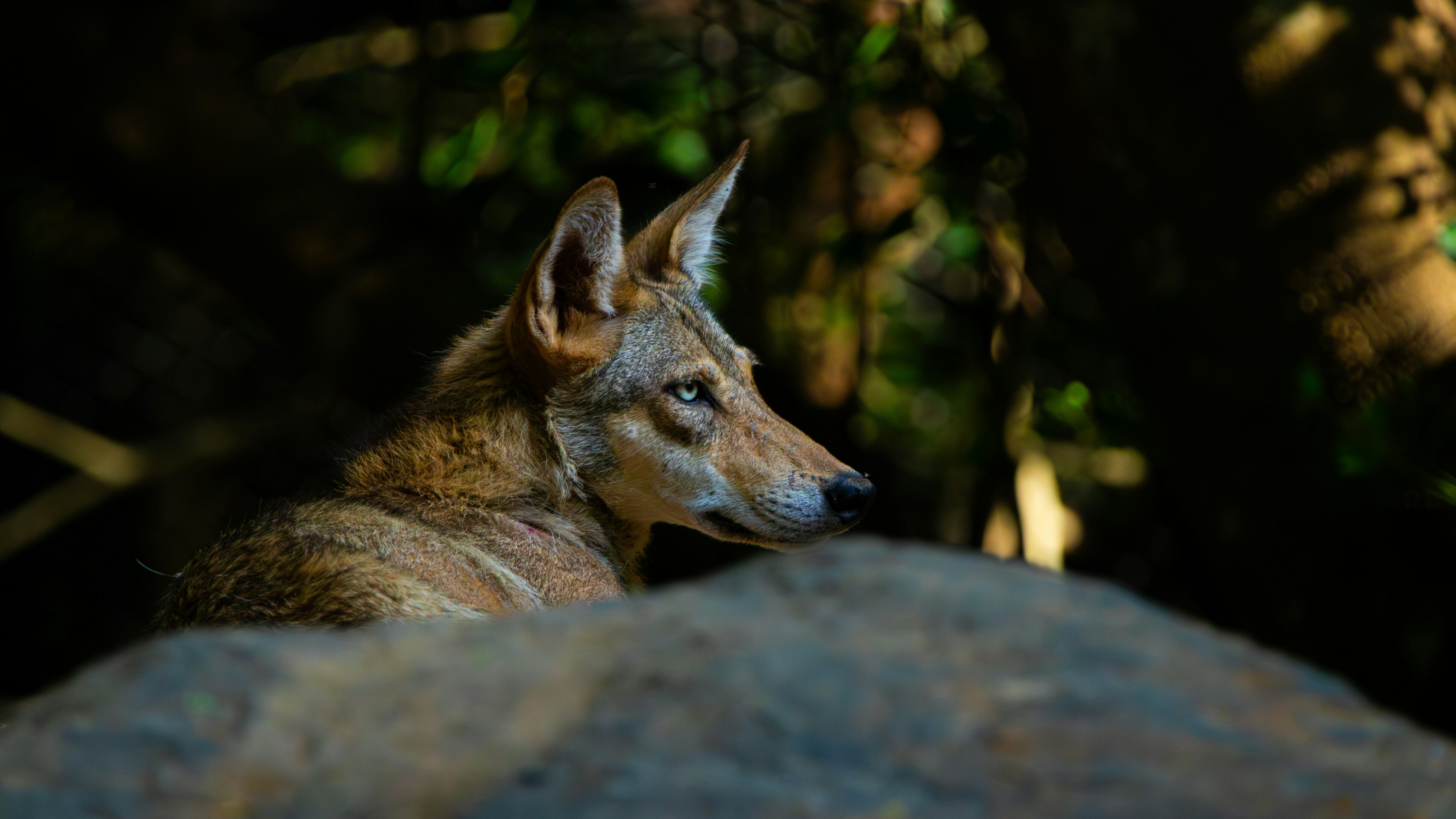 UP Forest Department Shoots Dead Male Wolf In Bahraich