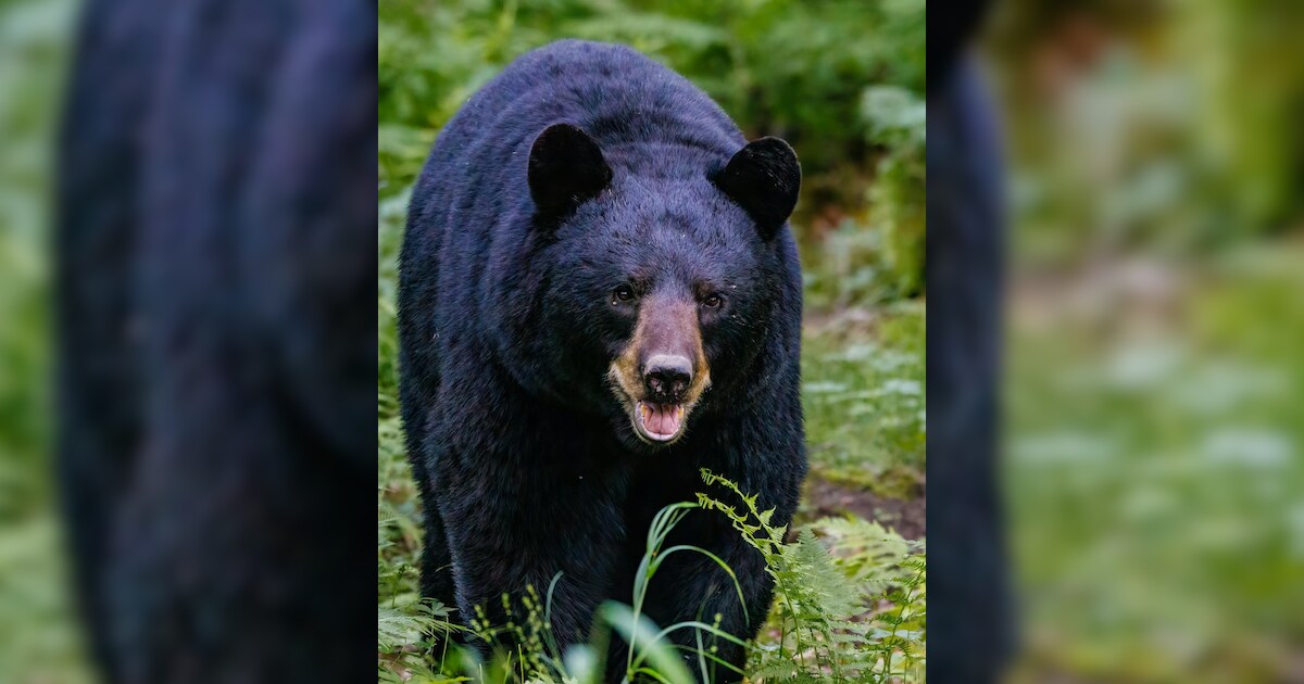 What Is The World's Most Common Bear