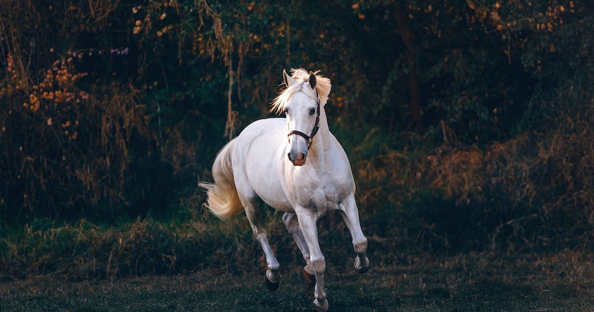 Interesting Facts About Horses