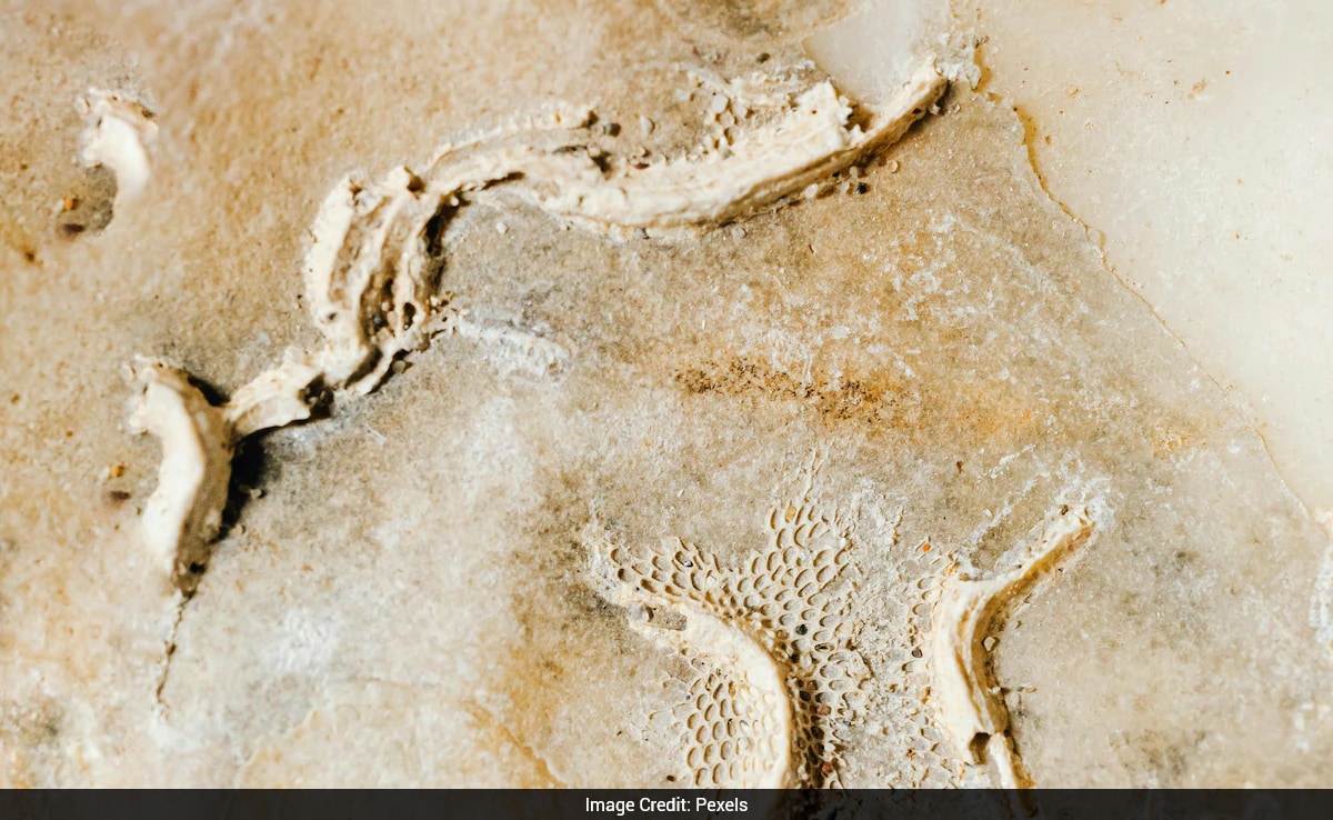 Ancient Fossils In China Reveal Secrets Of Earth's First Mass Extinction