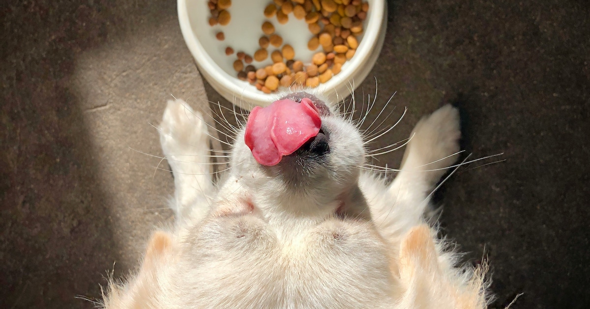 Herbs And Spices That Can Be Given To Dogs