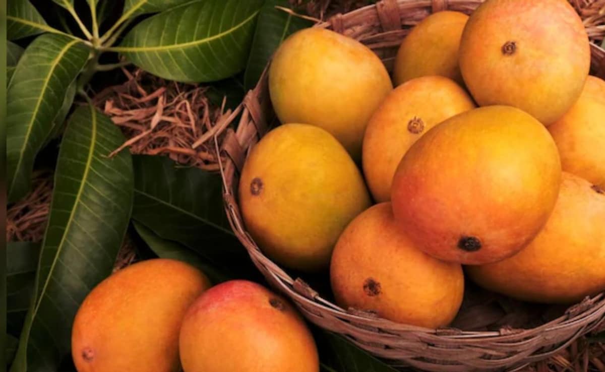 pre season alphonso mangoes early entry in pune this mangoes rates upto ...