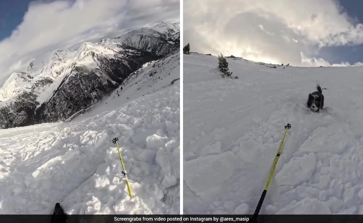 On Camera, Skier And Dog Caught In Dangerous Avalanche, Escape Unharmed