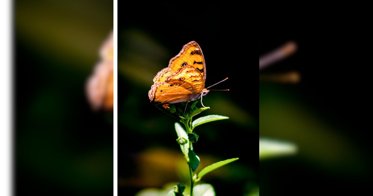 Explained: The Life Cycle Of A Butterfly