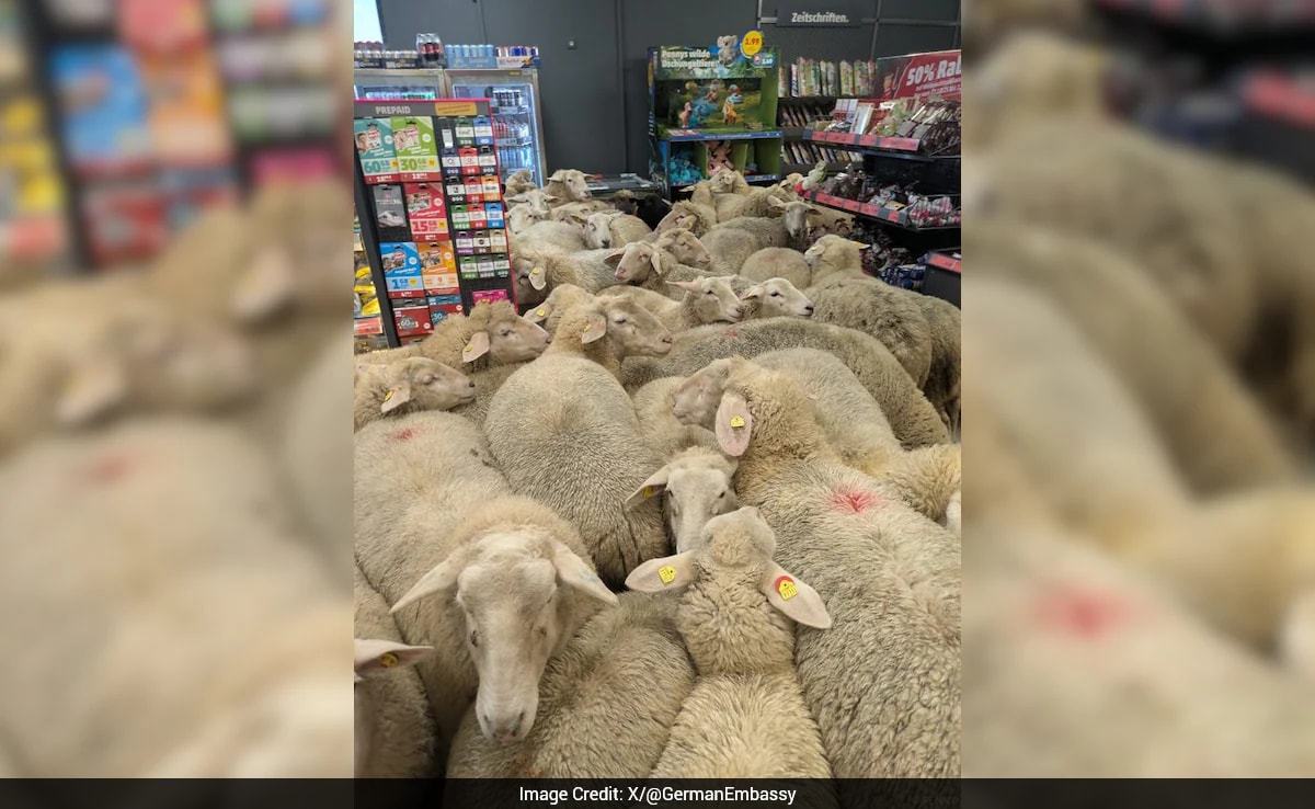 'Bunch Of Wooligans': 50 Sheep Charge Into German Supermarket ...