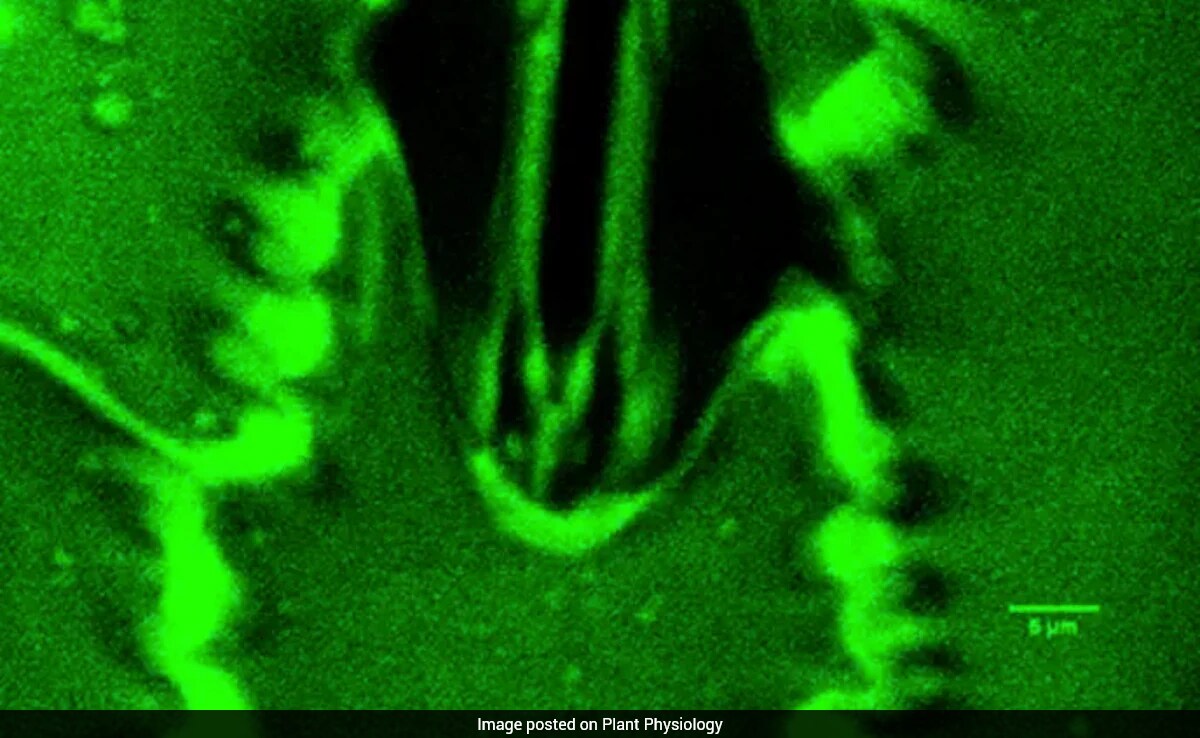 For The First Time, Humans Can Watch How Plants 'Breathe', Here's Why ...